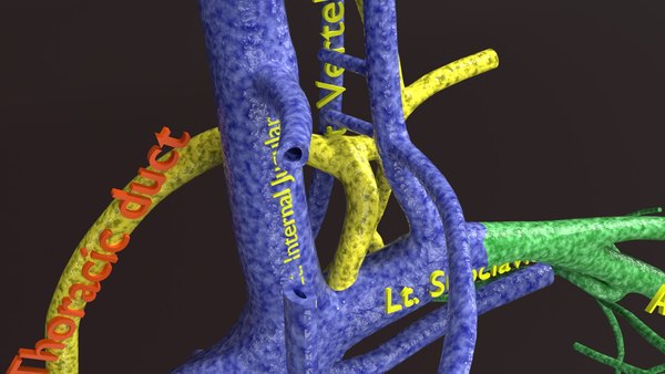 modelo 3d Esquema del sistema venoso humano 3D - TurboSquid 2205746