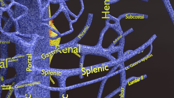 인간 정맥 시스템 도식 3D 3D 모델 - TurboSquid 2205746