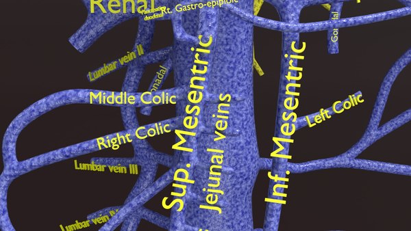 인간 정맥 시스템 도식 3D 3D 모델 - TurboSquid 2205746