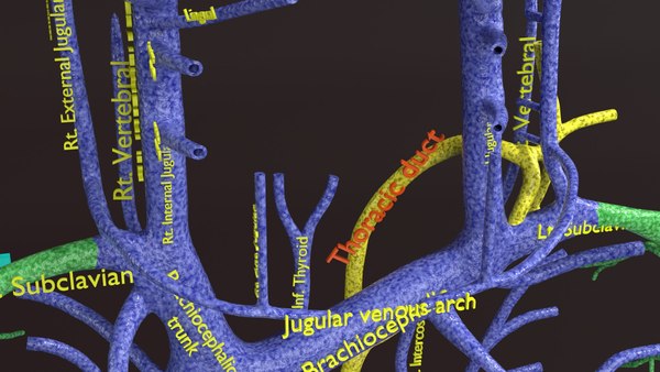 인간 정맥 시스템 도식 3D 3D 모델 - TurboSquid 2205746