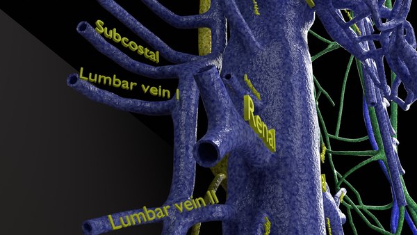 인간 정맥 시스템 도식 3D 3D 모델 - TurboSquid 2205746