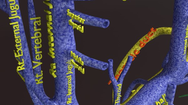 인간 정맥 시스템 도식 3D 3D 모델 - TurboSquid 2205746