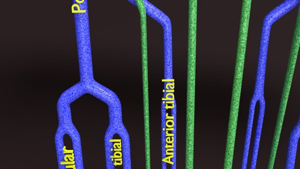 人間の静脈系の概略図 3D3Dモデル - TurboSquid 2205746