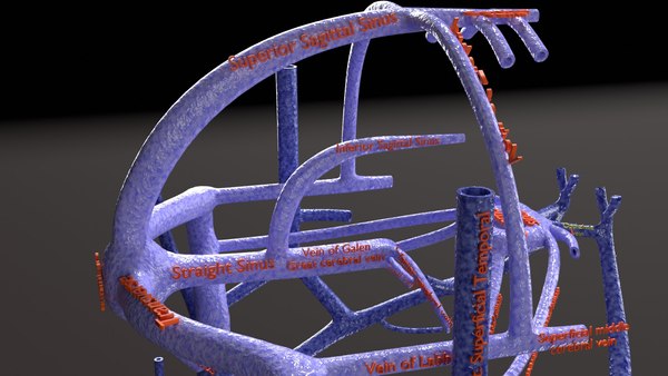 인간 정맥 시스템 도식 3D 3D 모델 - TurboSquid 2205746