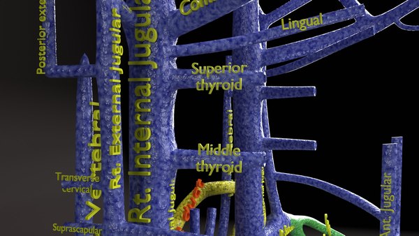 인간 정맥 시스템 도식 3D 3D 모델 - TurboSquid 2205746