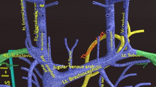 인간 정맥 시스템 도식 3D 3D 모델 - TurboSquid 2205746
