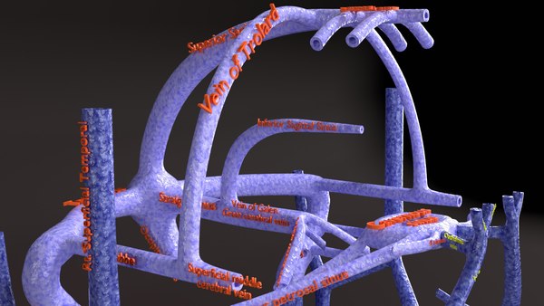 인간 정맥 시스템 도식 3D 3D 모델 - TurboSquid 2205746