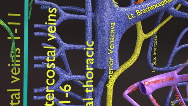 인간 정맥 시스템 도식 3D 3D 모델 - TurboSquid 2205746