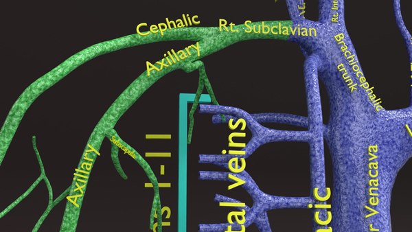 인간 정맥 시스템 도식 3D 3D 모델 - TurboSquid 2205746