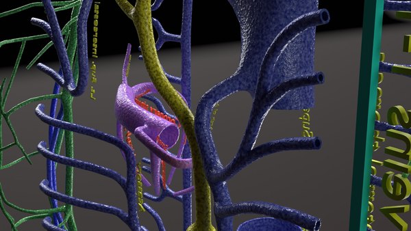 인간 정맥 시스템 도식 3D 3D 모델 - TurboSquid 2205746