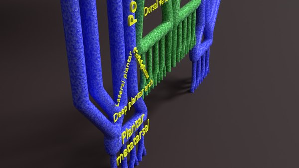 인간 정맥 시스템 도식 3D 3D 모델 - TurboSquid 2205746