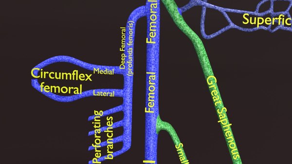 인간 정맥 시스템 도식 3D 3D 모델 - TurboSquid 2205746