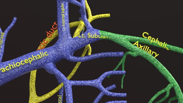 인간 정맥 시스템 도식 3D 3D 모델 - TurboSquid 2205746