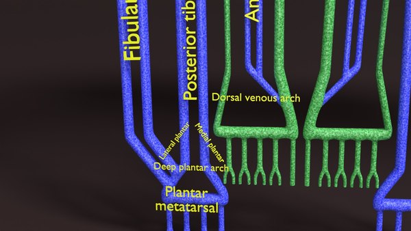 人間の静脈系の概略図 3D3Dモデル - TurboSquid 2205746