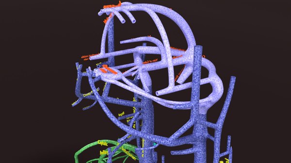 인간 정맥 시스템 도식 3D 3D 모델 - TurboSquid 2205746