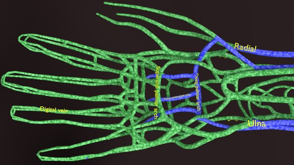 人間の静脈系の概略図 3D3Dモデル - TurboSquid 2205746