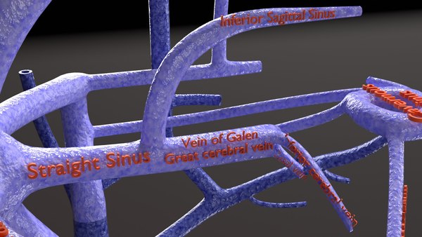 modelo 3d Esquema del sistema venoso humano 3D - TurboSquid 2205746