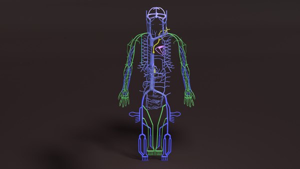 인간 정맥 시스템 도식 3D 3D 모델 - TurboSquid 2205746