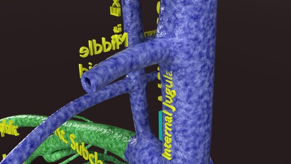 인간 정맥 시스템 도식 3D 3D 모델 - TurboSquid 2205746