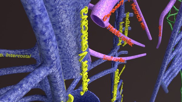 인간 정맥 시스템 도식 3D 3D 모델 - TurboSquid 2205746