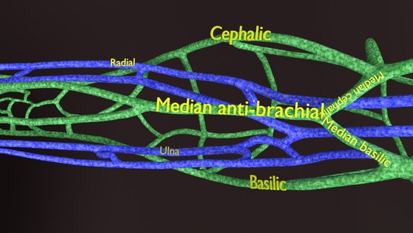 인간 정맥 시스템 도식 3D 3D 모델 - TurboSquid 2205746