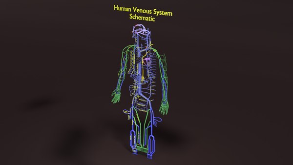 modelo 3d Esquema del sistema venoso humano 3D - TurboSquid 2205746
