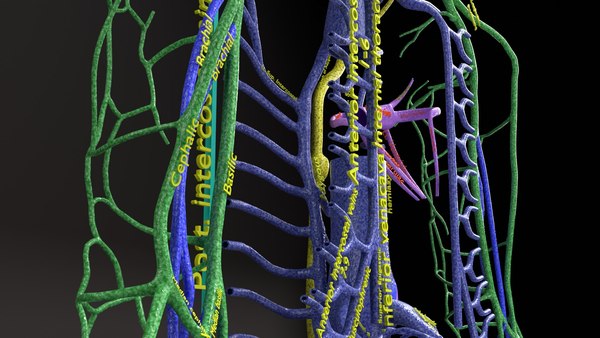 modelo 3d Esquema del sistema venoso humano 3D - TurboSquid 2205746