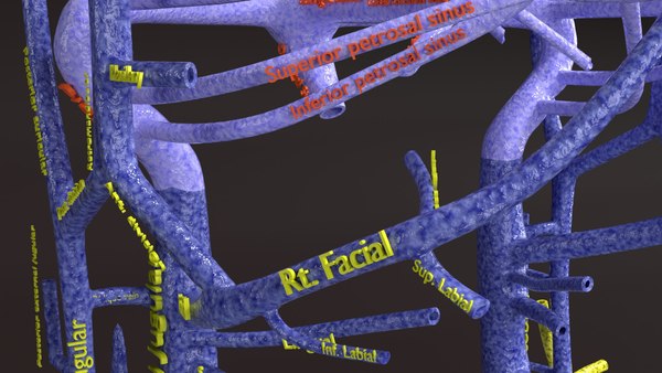 인간 정맥 시스템 도식 3D 3D 모델 - TurboSquid 2205746