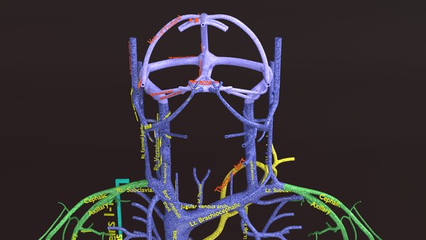 인간 정맥 시스템 도식 3D 3D 모델 - TurboSquid 2205746