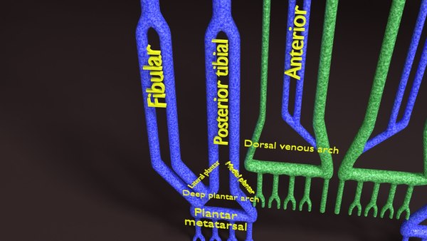 人間の静脈系の概略図 3D3Dモデル - TurboSquid 2205746