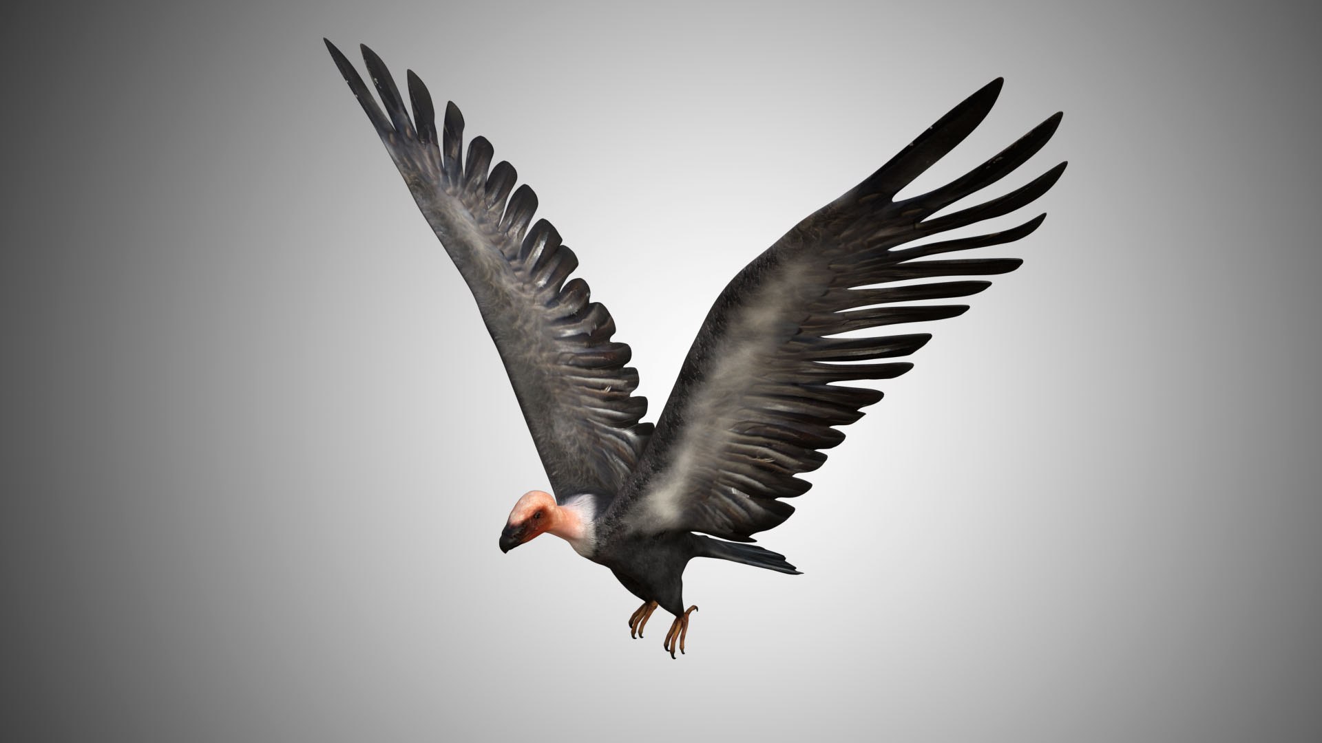 3D Model Vulture Condor Rigged - TurboSquid 1596179