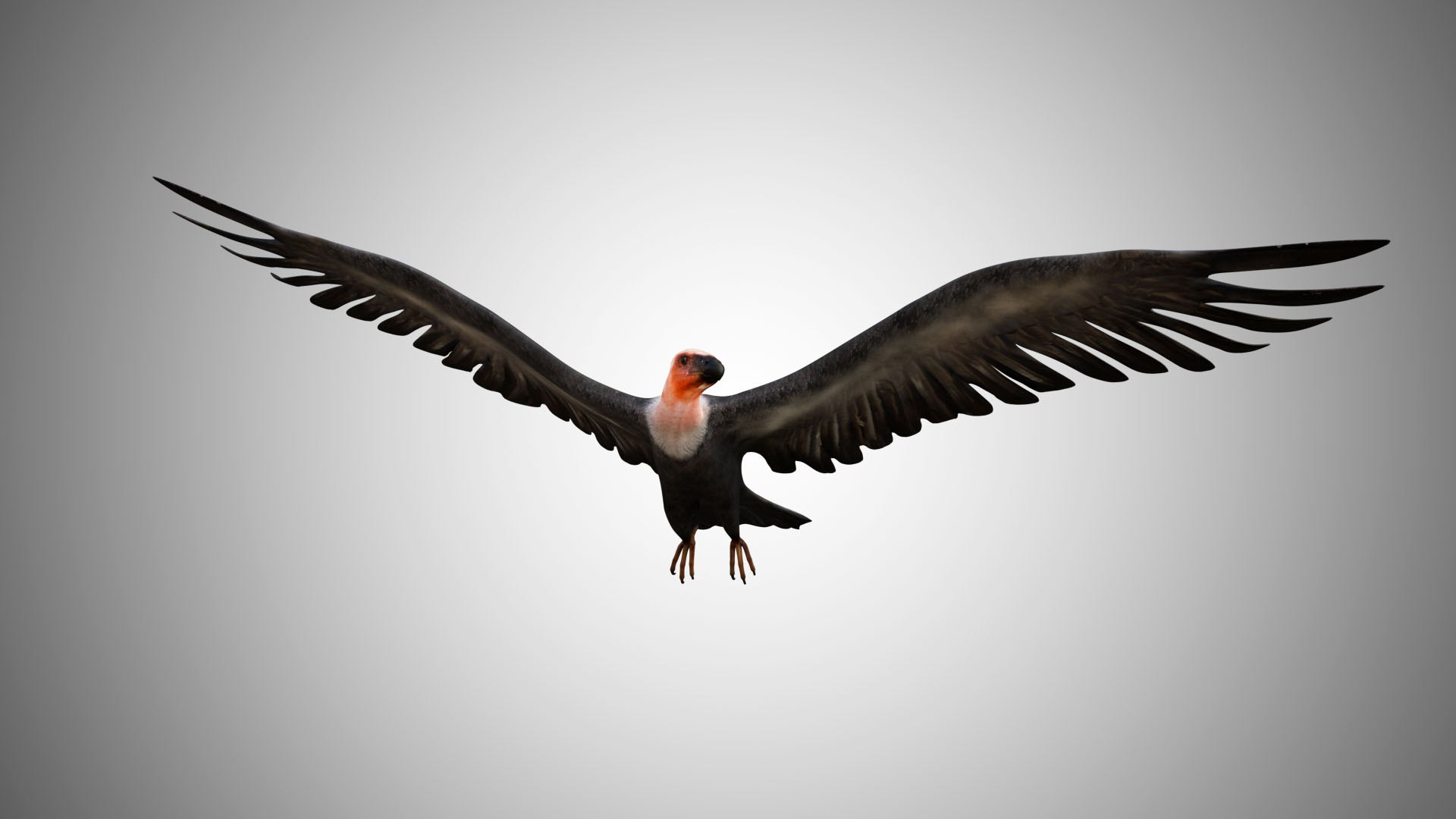 3D Model Vulture Condor Rigged - TurboSquid 1596179