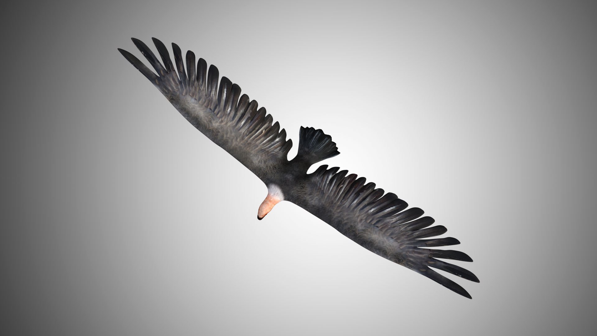 3D Model Vulture Condor Rigged - TurboSquid 1596179