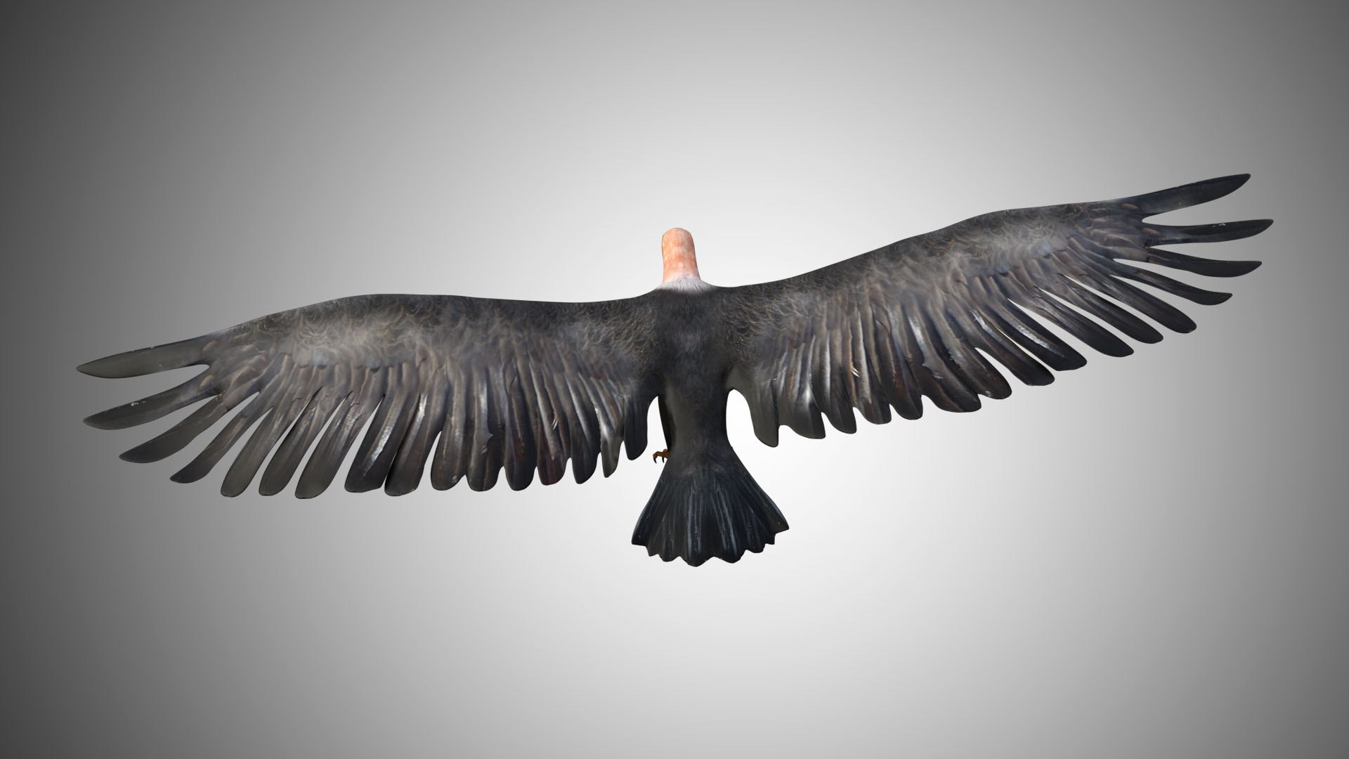 3D Model Vulture Condor Rigged - TurboSquid 1596179