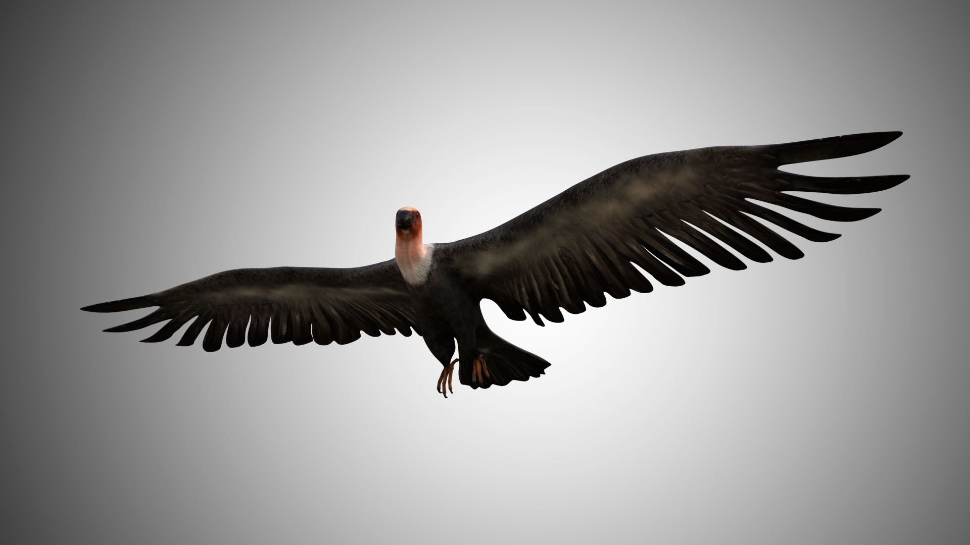 3D Model Vulture Condor Rigged - TurboSquid 1596179
