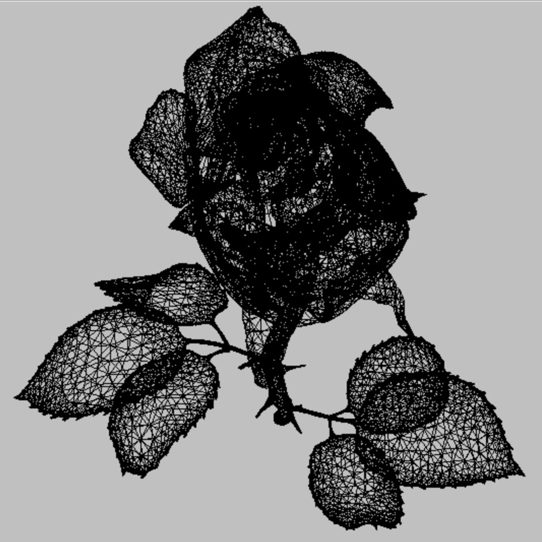 3d C4d Red Rose