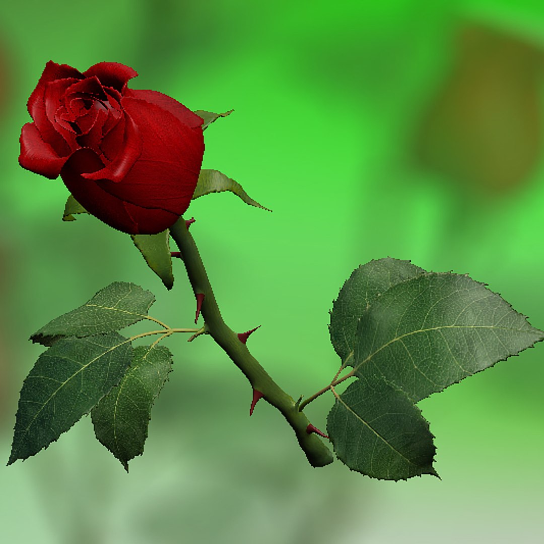 3d C4d Red Rose