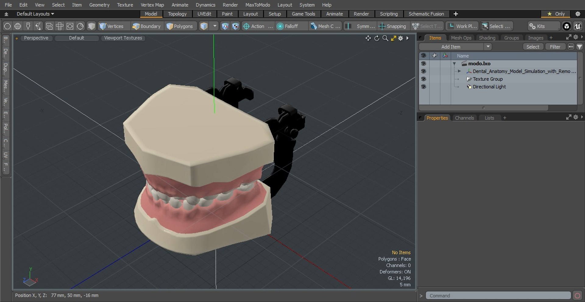 3D Dental Anatomy Model Simulation With Removable Crossbite Teeth ...