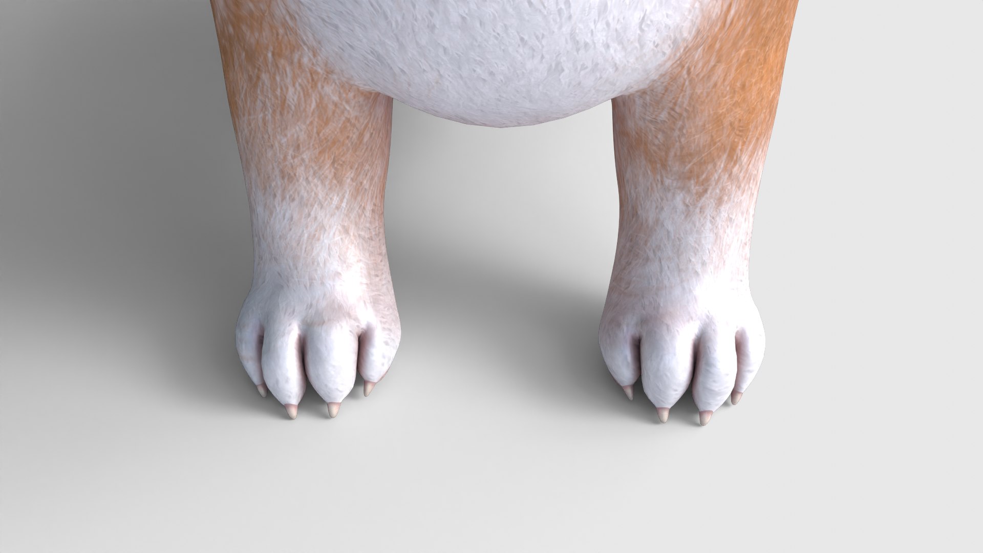 Corgi Dog Model - TurboSquid 2214734