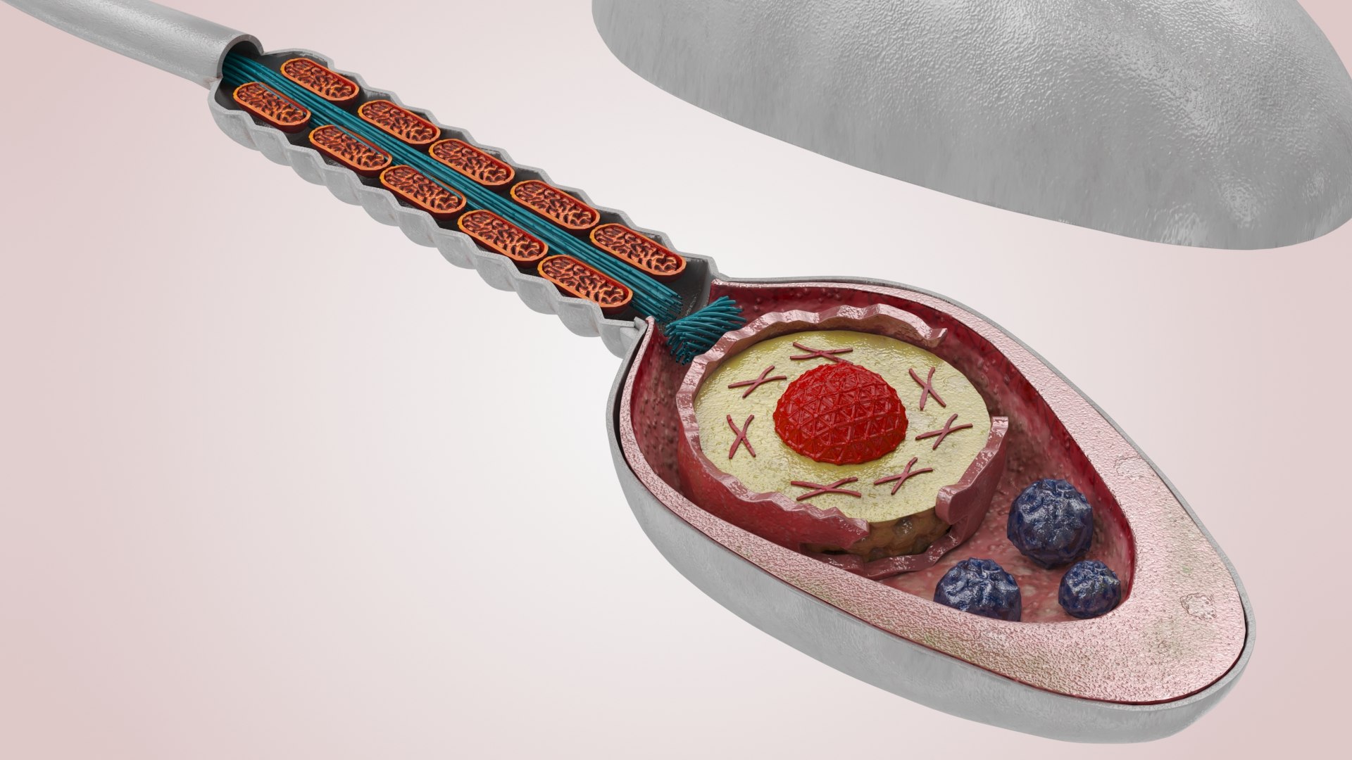 Animated Sperm Cell Model - TurboSquid 1975561