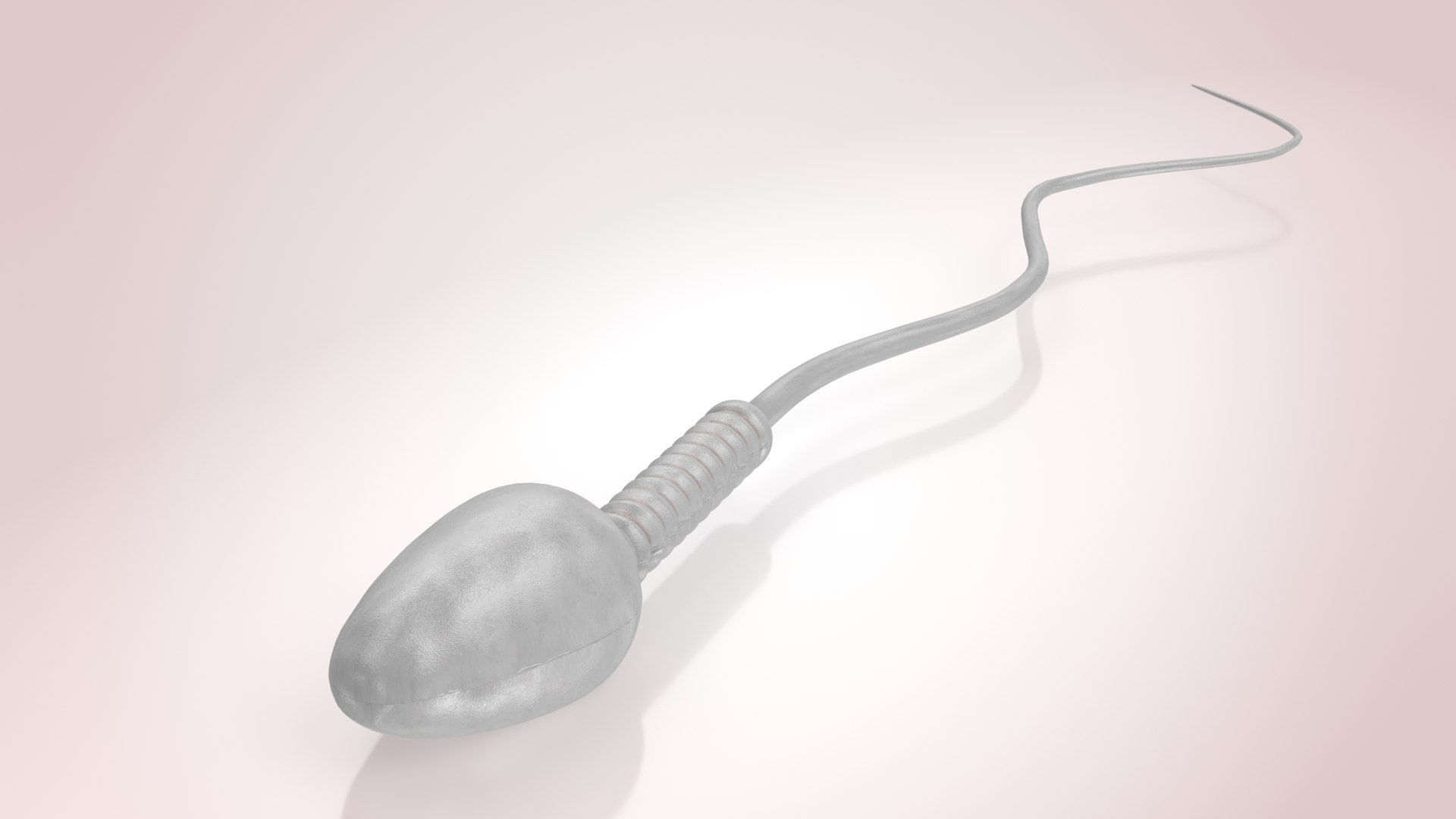 Animated Sperm Cell Model - TurboSquid 1975561