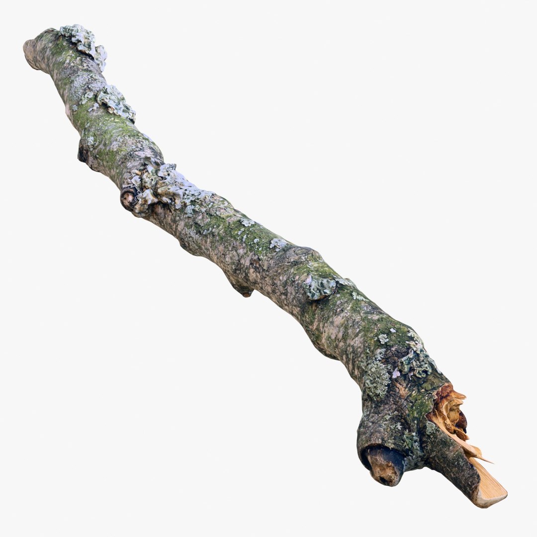 3D Realistic Branches Set 01 - TurboSquid 1220357