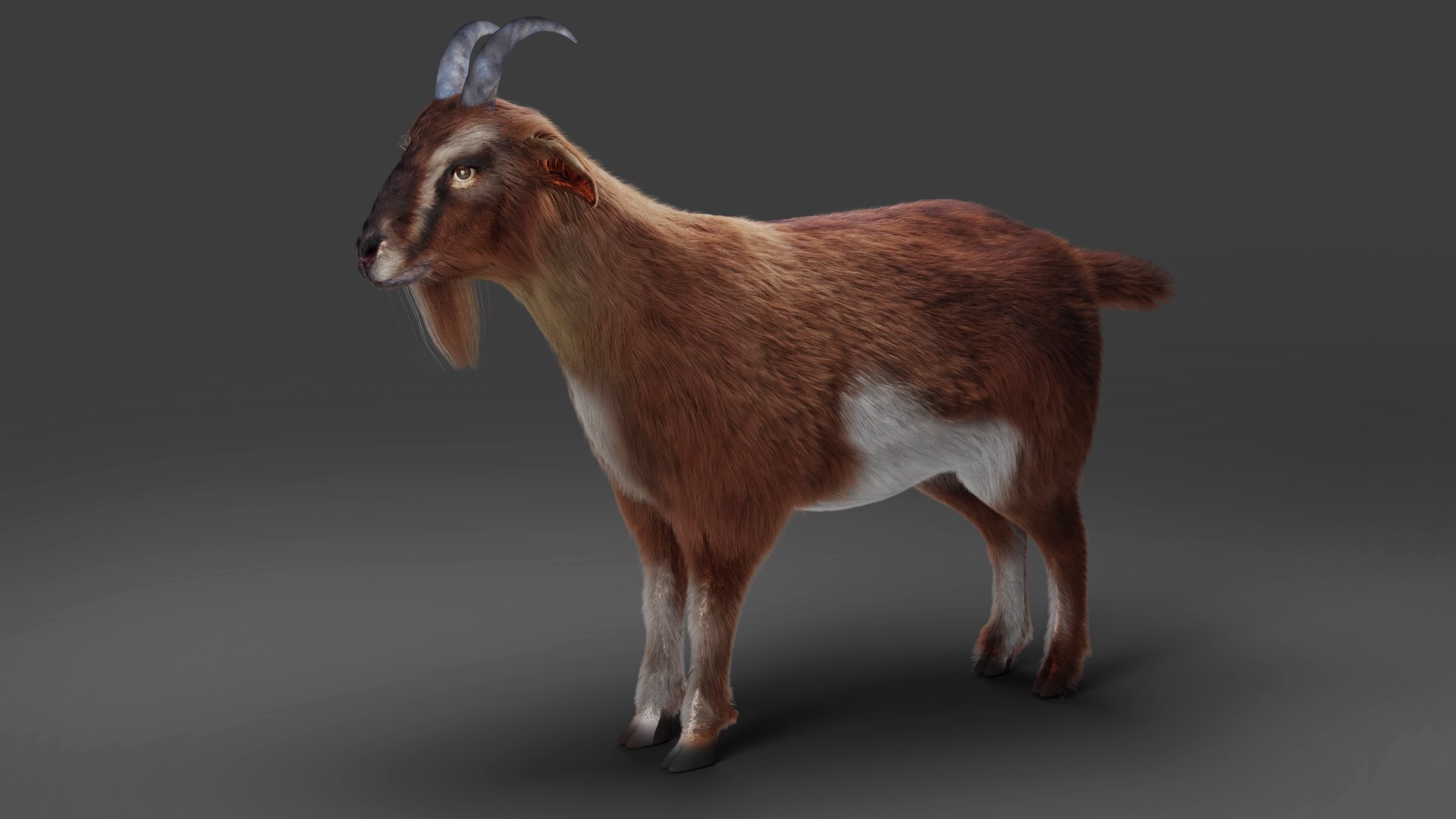 Fur Goat 04 Rigged And Animation Model - TurboSquid 2006338