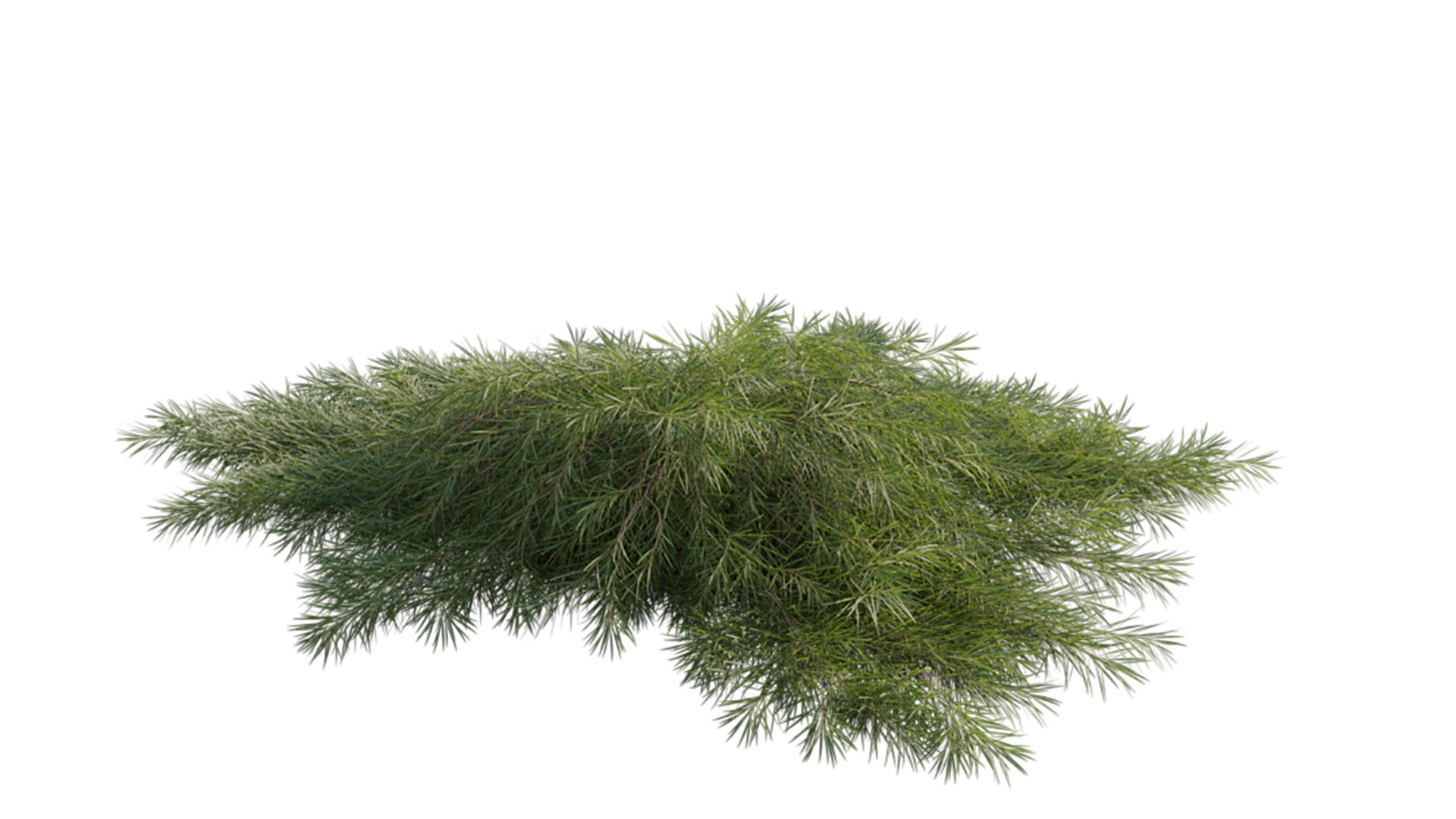 Acacia Cognata Limelight - River Wattle 3D Model - TurboSquid 1912485