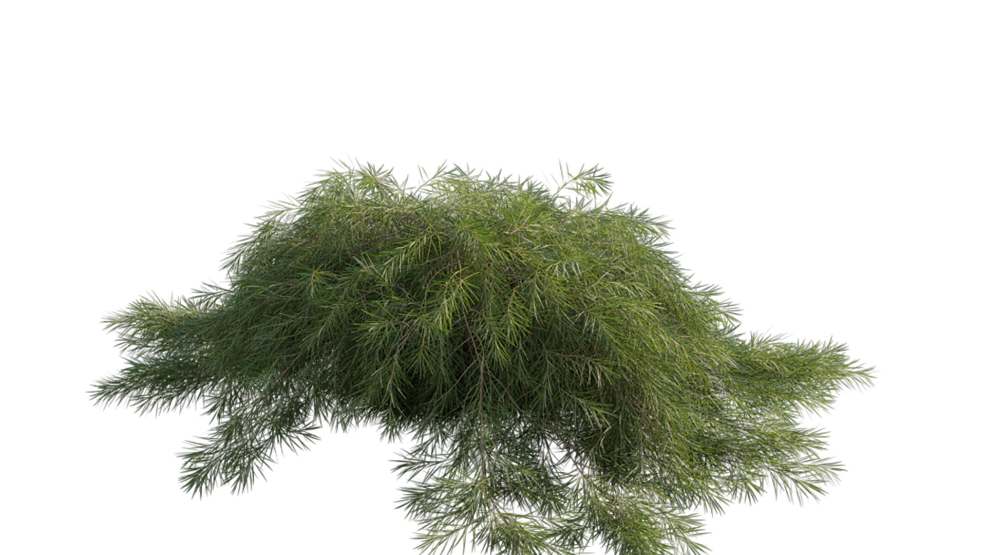 Acacia Cognata Limelight - River Wattle 3D Model - TurboSquid 1912485