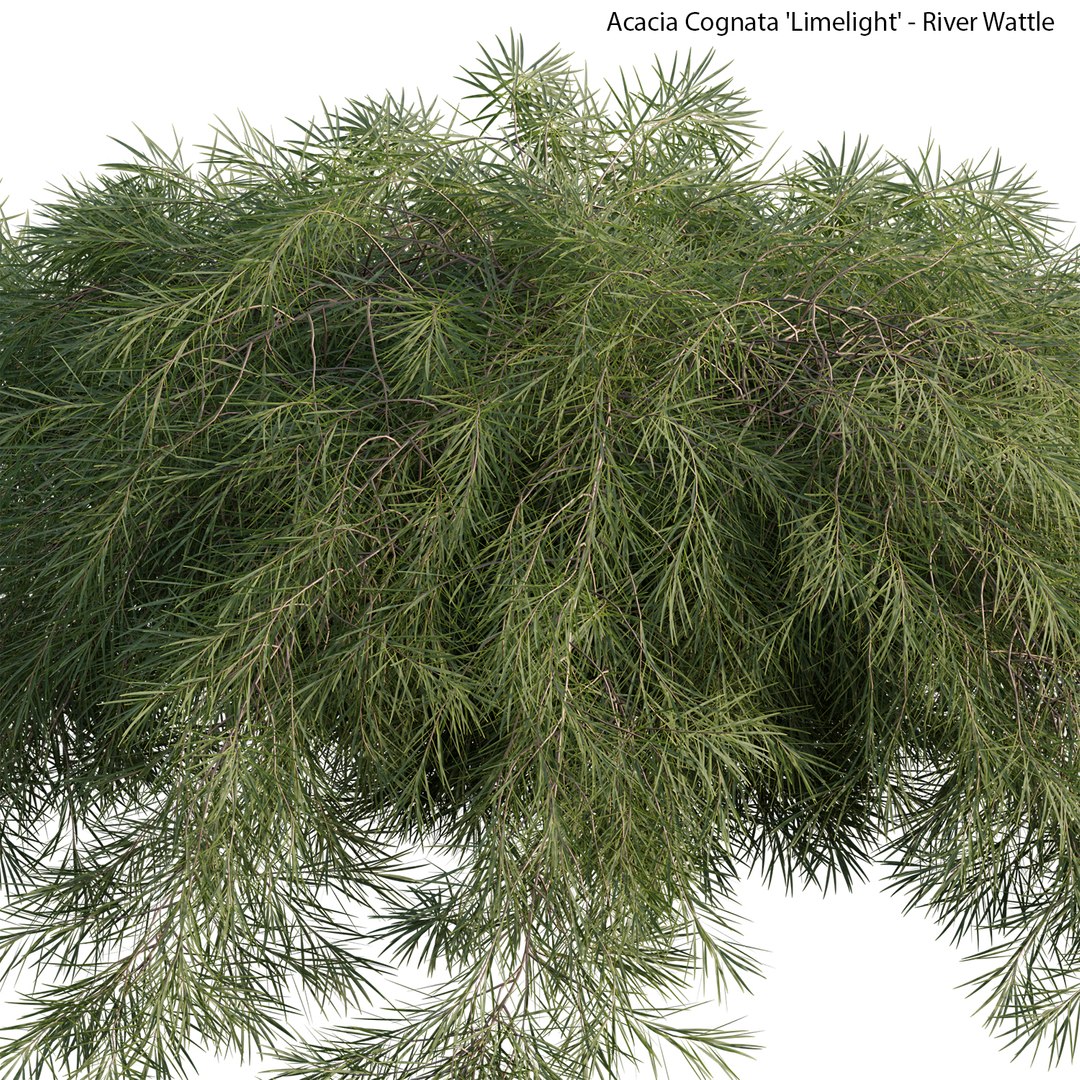Acacia Cognata Limelight - River Wattle 3D Model - TurboSquid 1912485