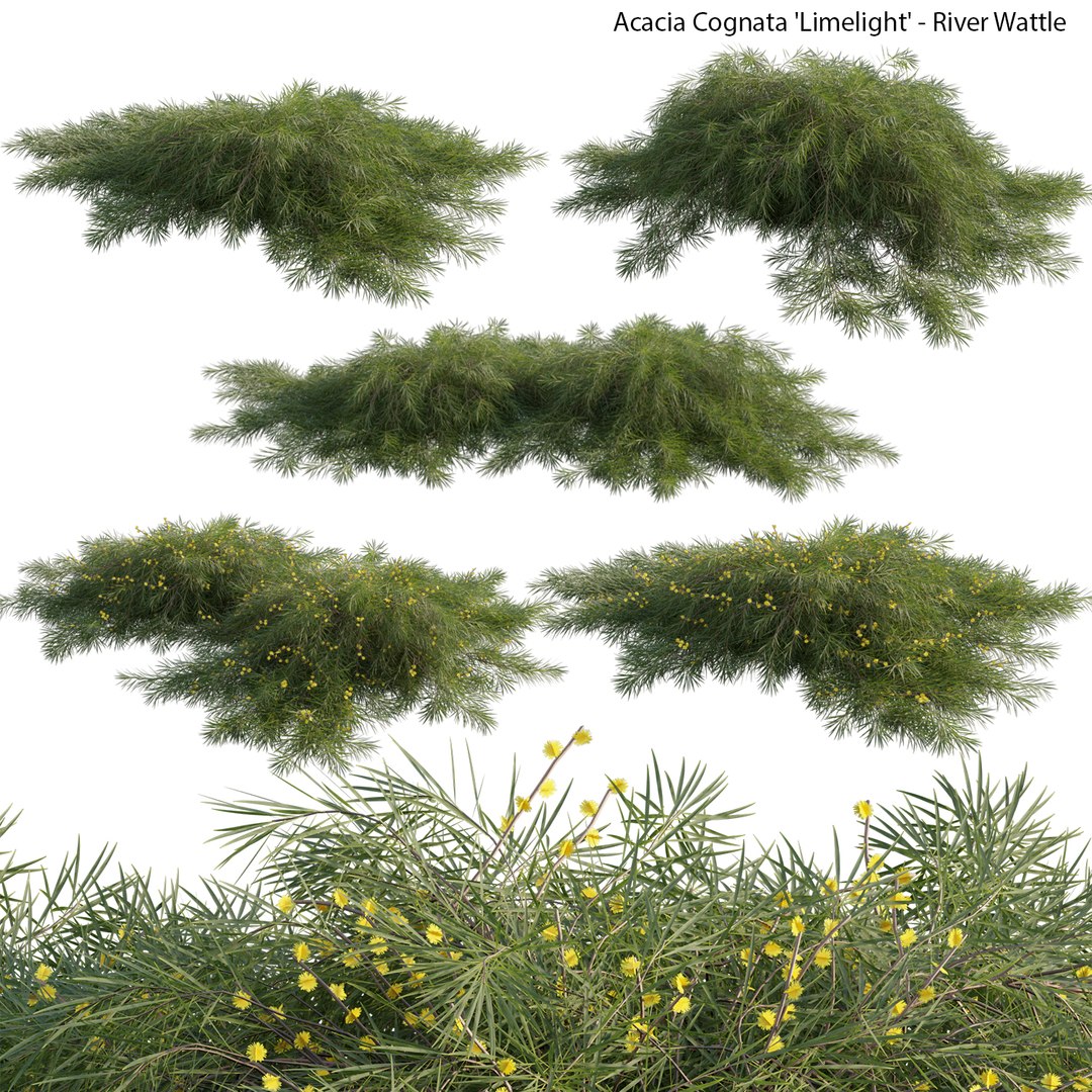 Acacia Cognata Limelight - River Wattle 3D Model - TurboSquid 1912485