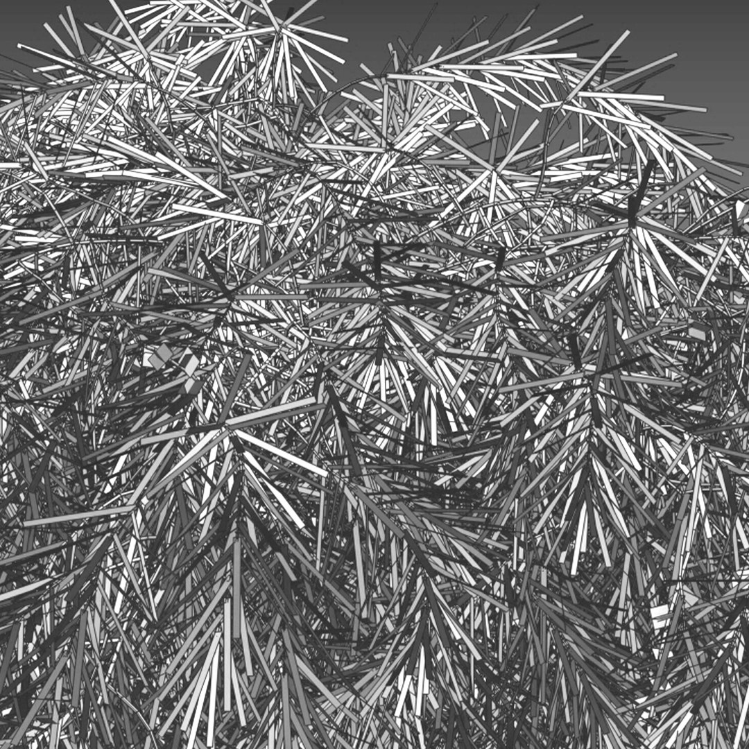 Acacia Cognata Limelight - River Wattle 3D Model - TurboSquid 1912485