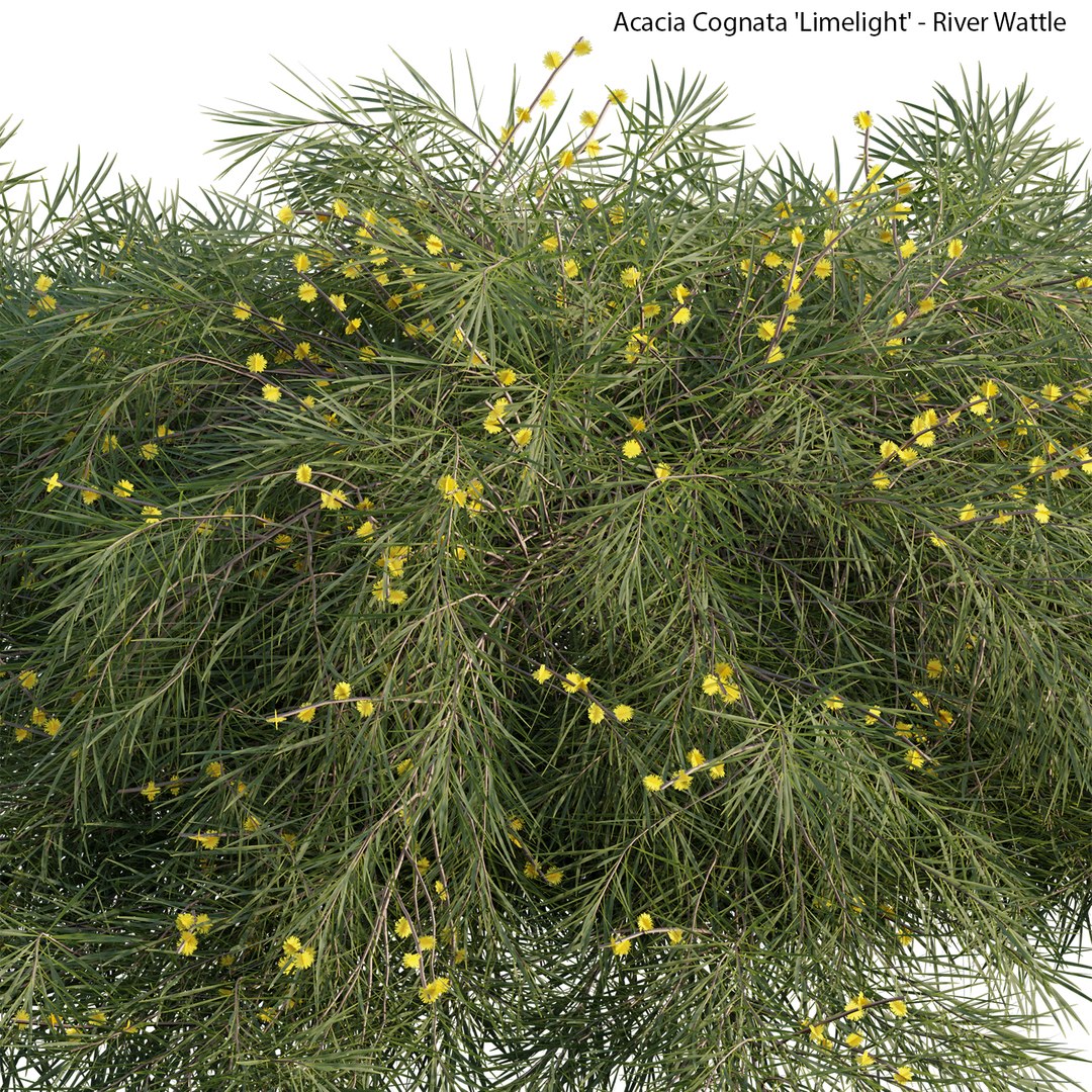 Acacia Cognata Limelight - River Wattle 3D Model - TurboSquid 1912485