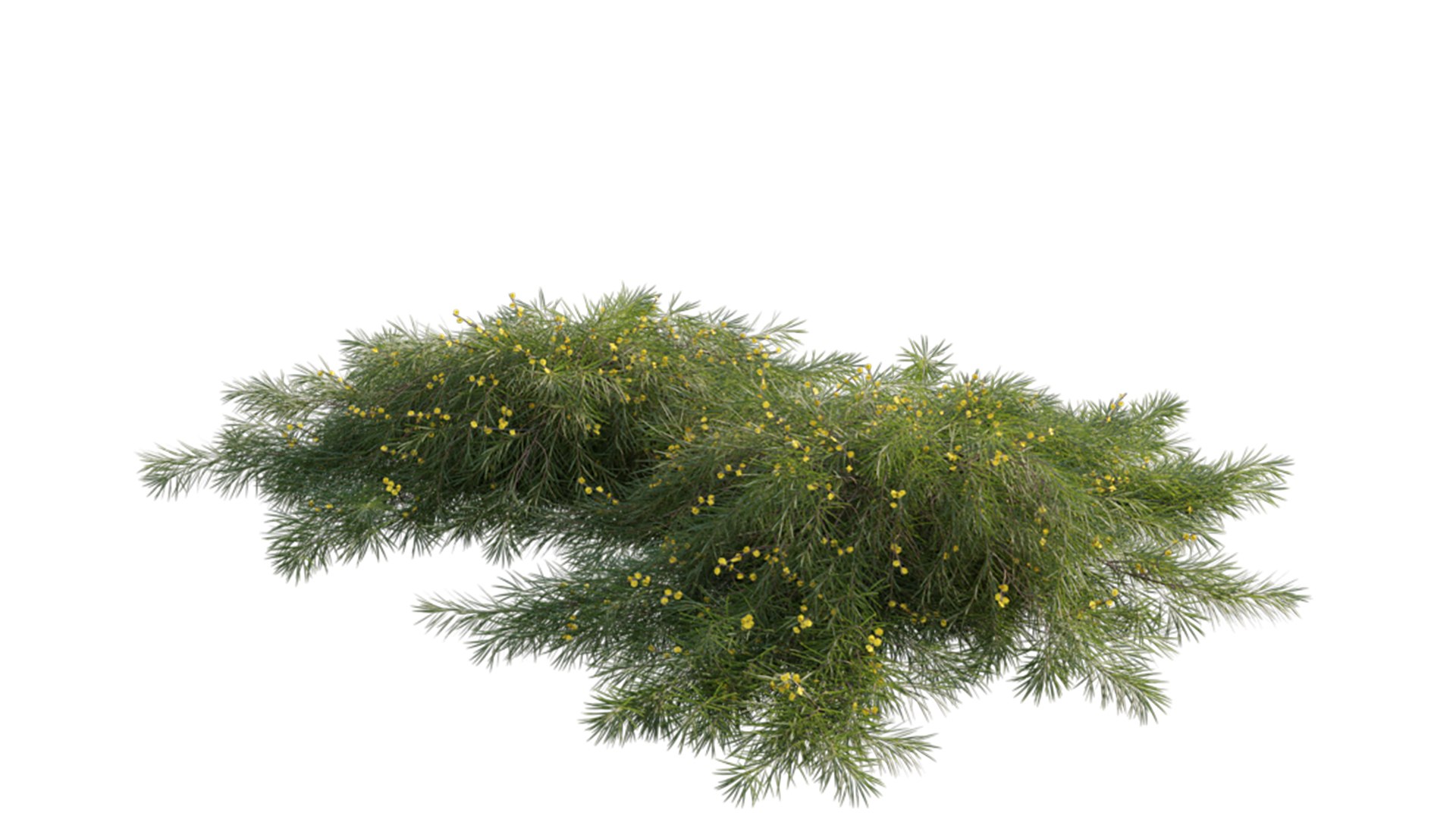 Acacia Cognata Limelight - River Wattle 3D Model - TurboSquid 1912485